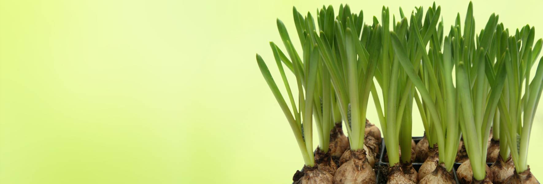 Home Shop 1 – Agrito Shop