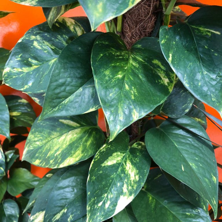 Scindapsus plus vaso Ø 22 cm – Agrito Shop